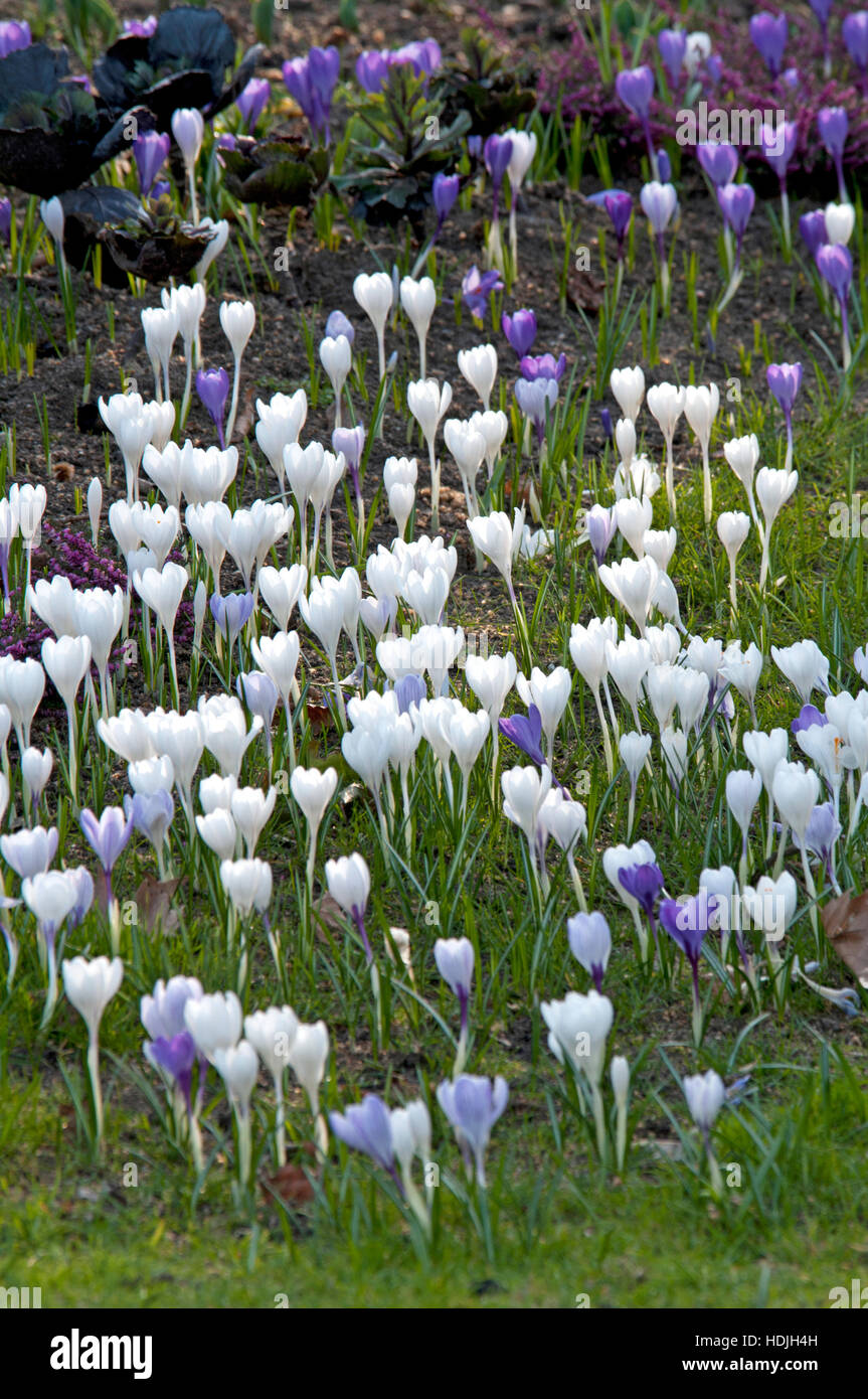 The cup-shaped, solitary, salverform flower tapers off into a narrow ...
