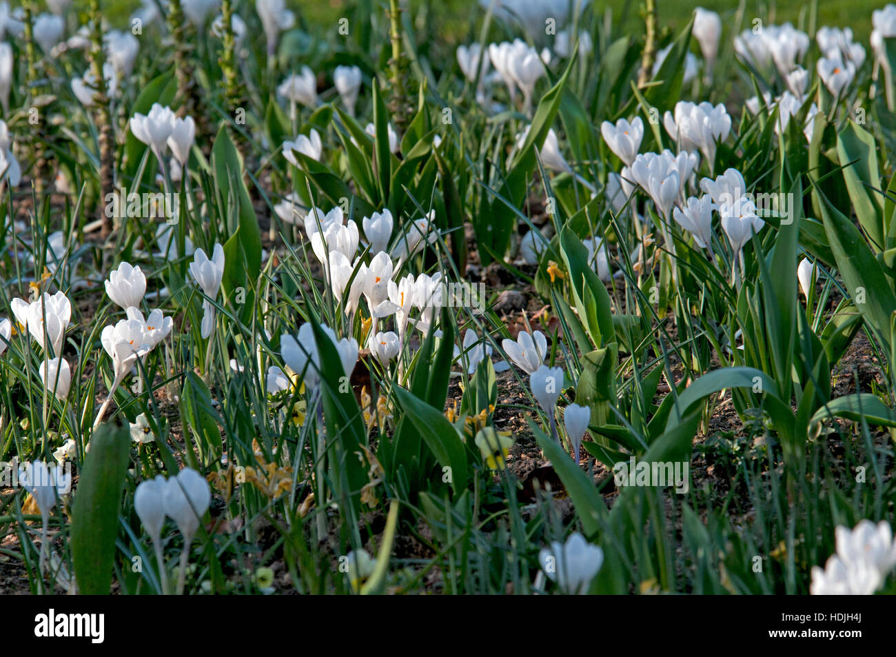 Salverform flower hi-res stock photography and images - Alamy