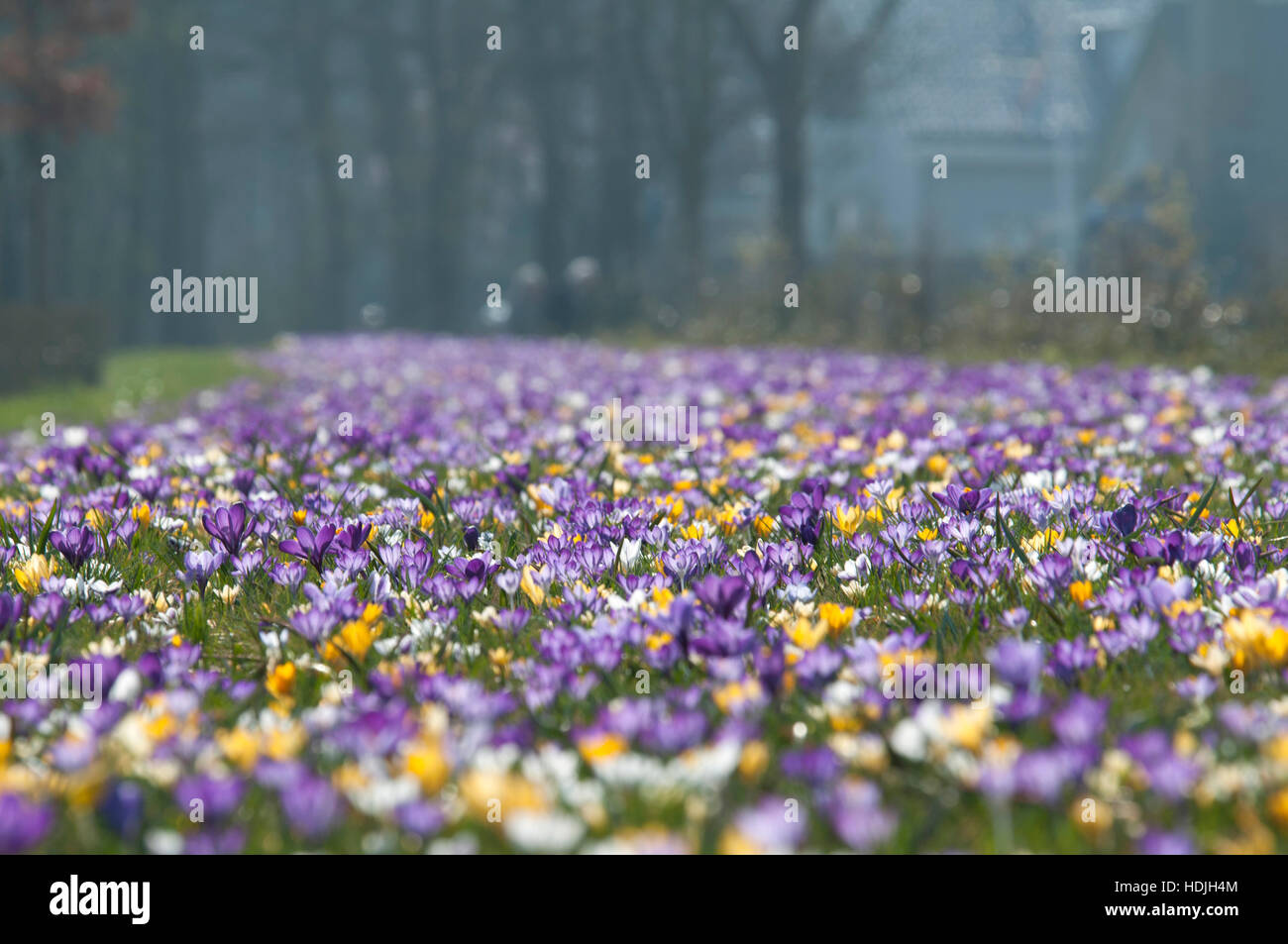 The cup-shaped, solitary, salverform flower tapers off into a narrow ...