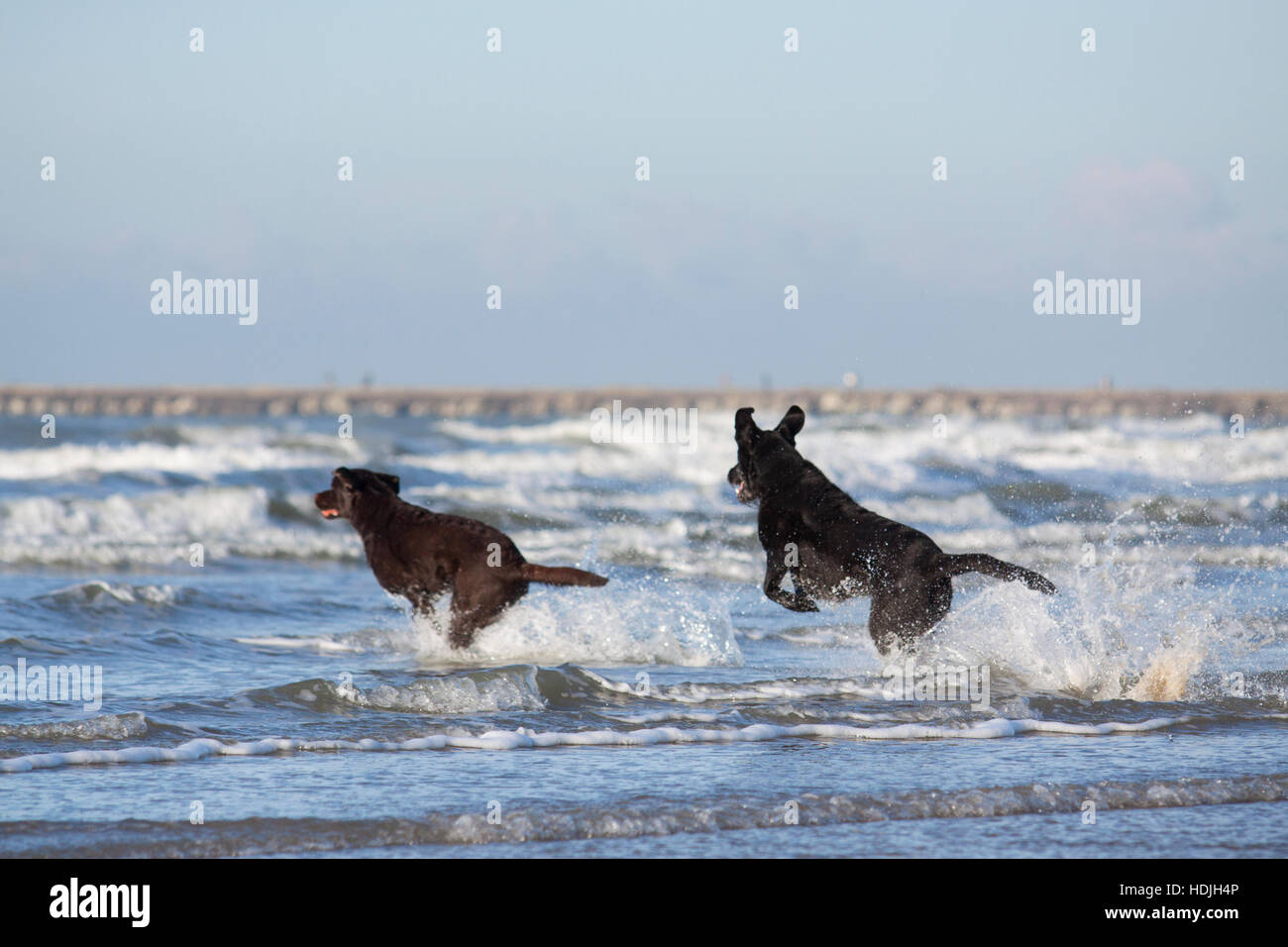 Two dogs running in the sea for background use Stock Photo - Alamy