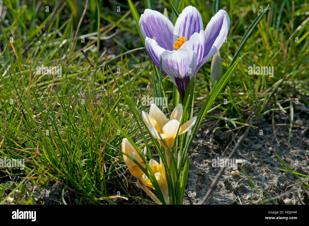 Salverform Flower High Resolution Stock Photography and Images - Alamy