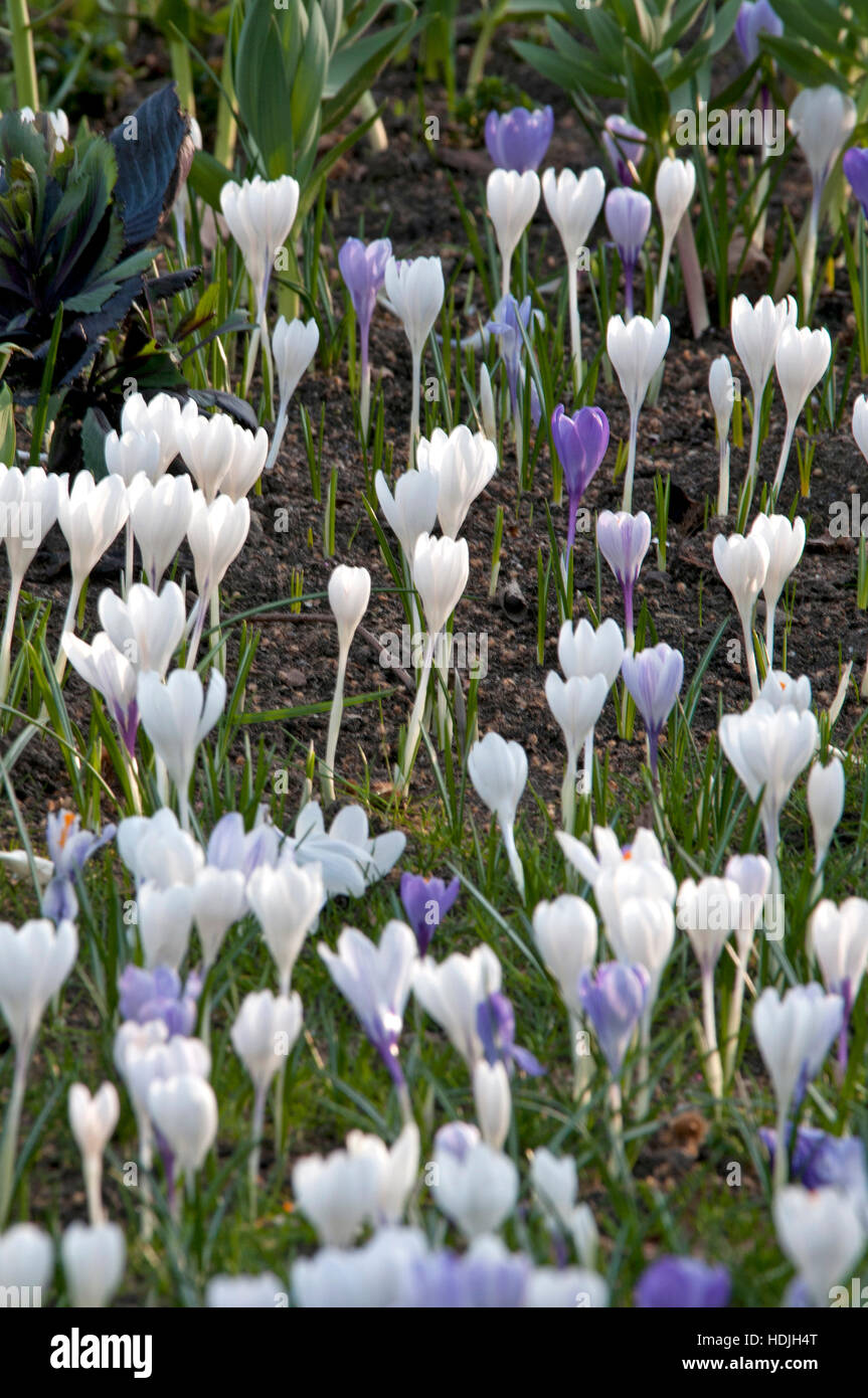 The cup-shaped, solitary, salverform flower tapers off into a narrow ...