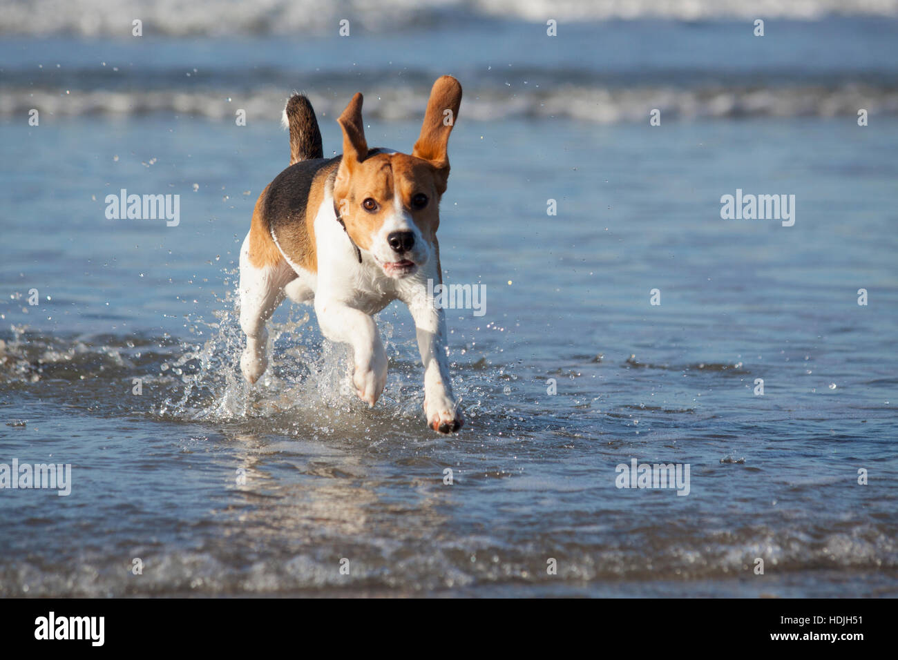 Young beagle running in the water on the beach Stock Photo - Alamy