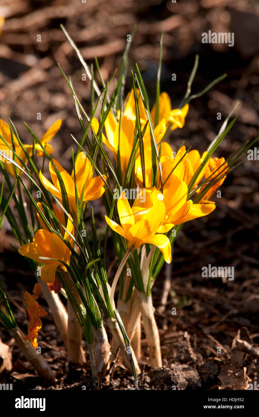 The cup-shaped, solitary, salverform flower tapers off into a narrow ...