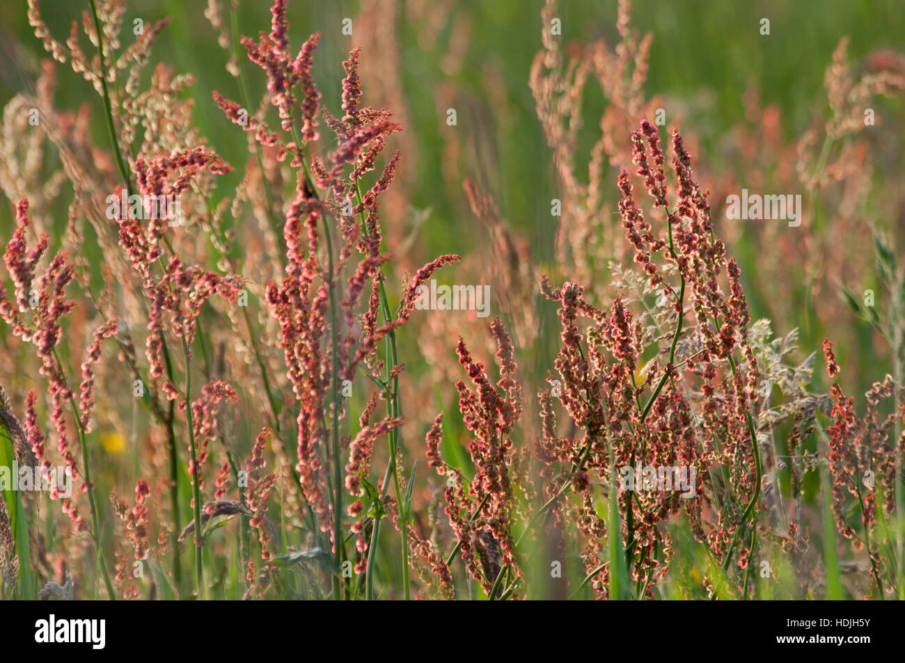 Sorrel, Rumex growing and flowering in the Netherlands Stock Photo - Alamy