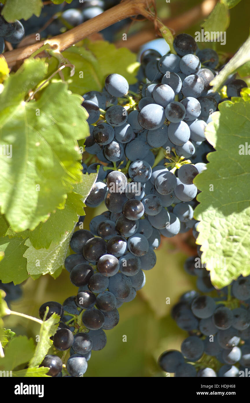 Blue grapes in a vine yard in Europe Stock Photo - Alamy