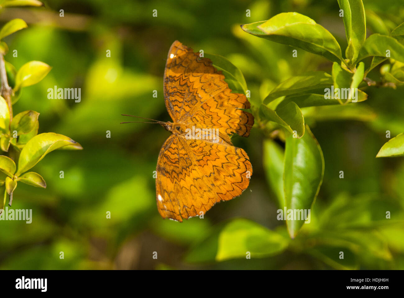 Common Castor Ariadne merione butterfly hovering Stock Photo - Alamy