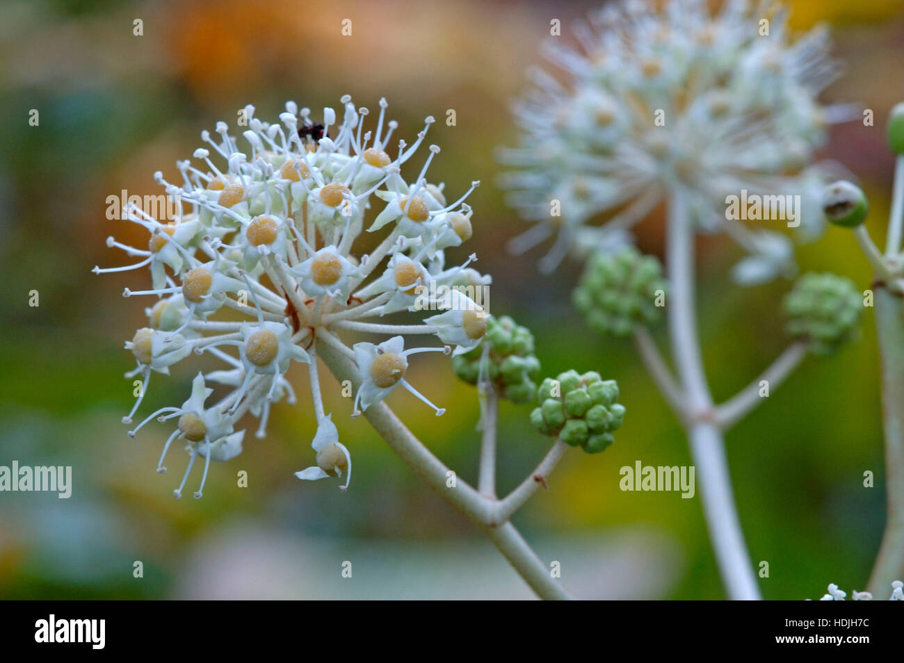 Hedera flower hi-res stock photography and images - Alamy