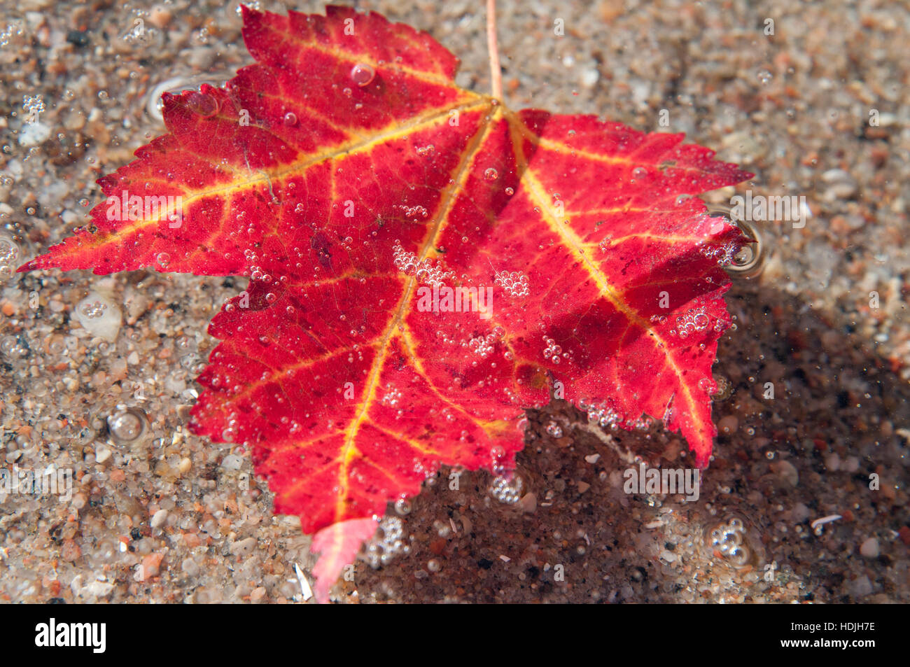 Tapped birch water hi-res stock photography and images - Alamy