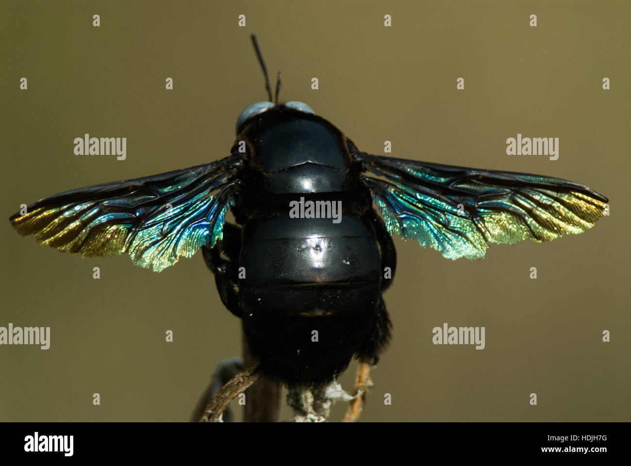 Carpenter bee, bees genus Xylocopa in the subfamily Xylocopinae closeup ...