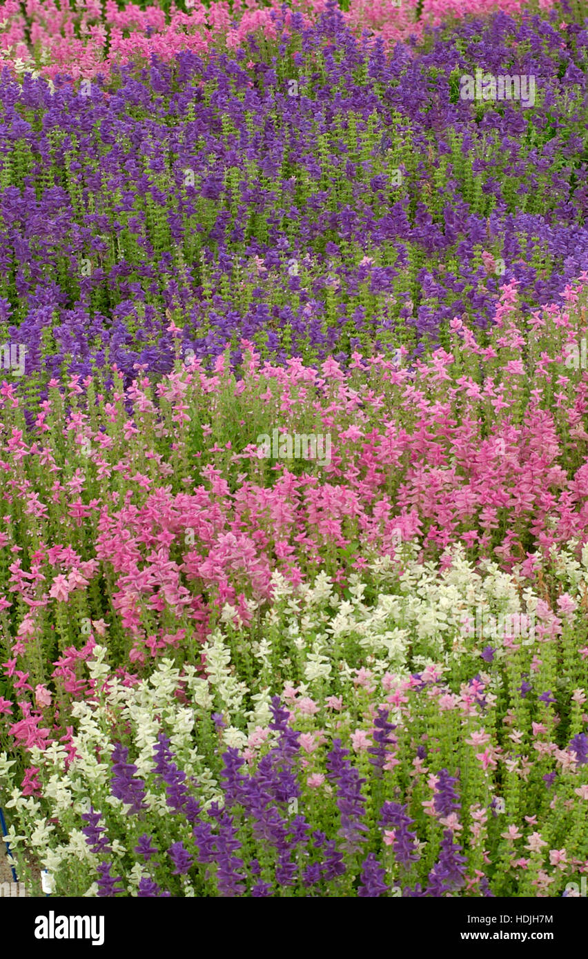 red white and blue annual flower in a field Stock Photo - Alamy