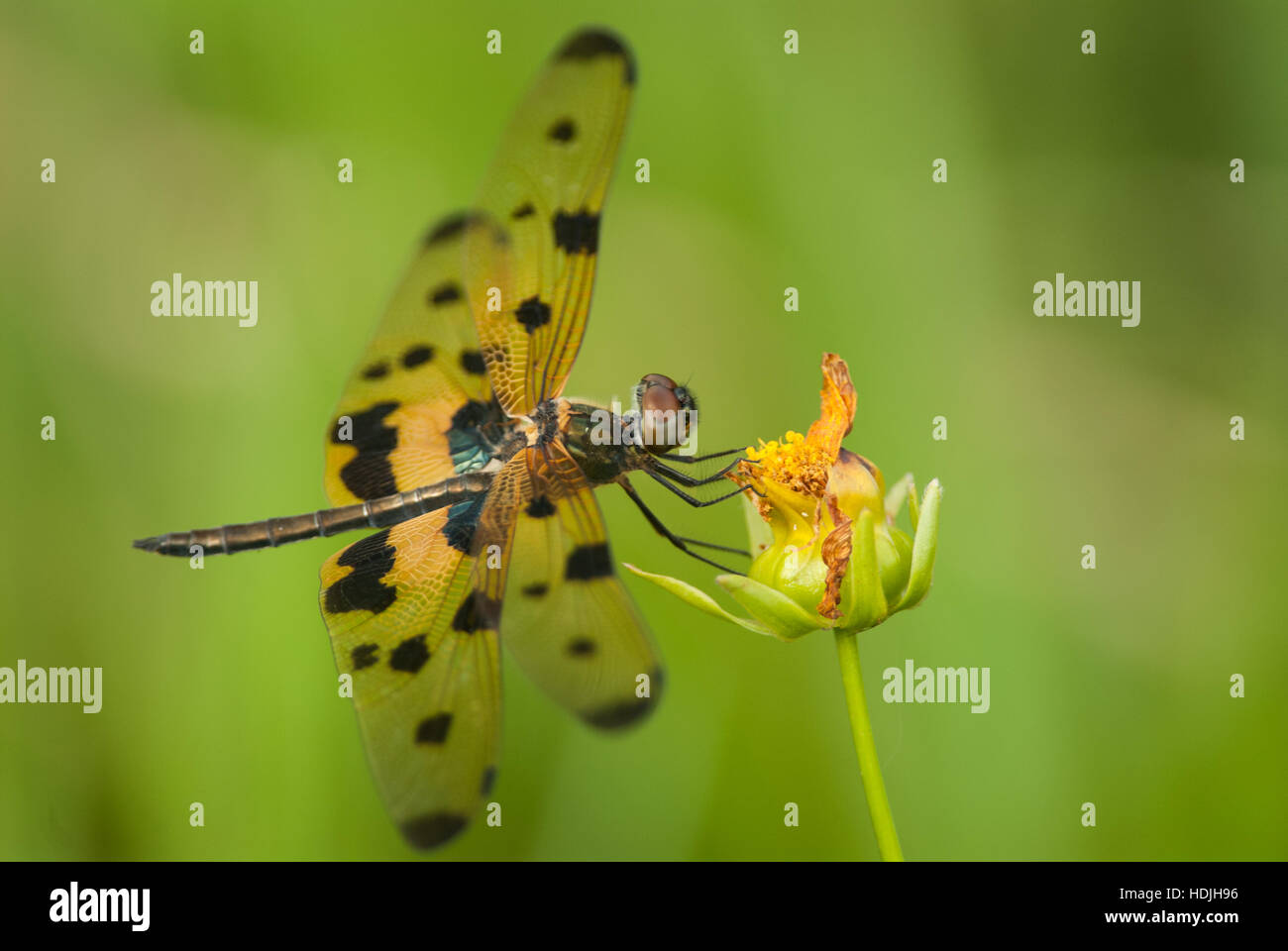 Common Picturewing (Rhyothemis variegata) dragonfly perched on a flower ...
