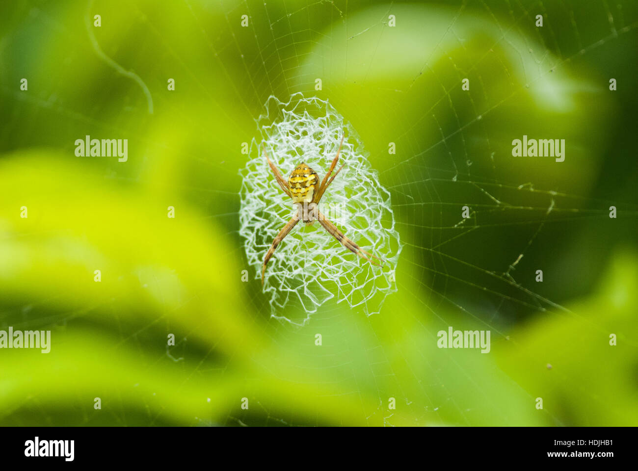 Signature spider and web hi-res stock photography and images - Alamy