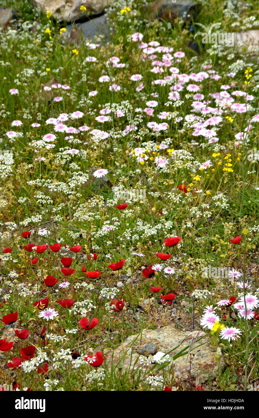 colered wild flowers flowering in a field Stock Photo - Alamy