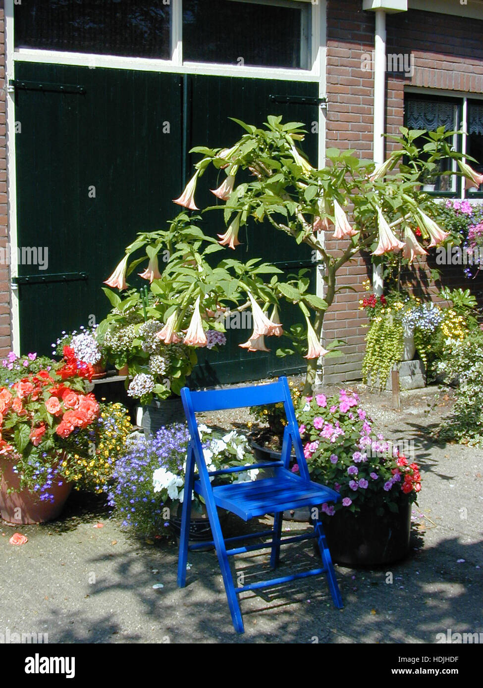 garden setting with blue chair and Datura flowers Stock Photo - Alamy