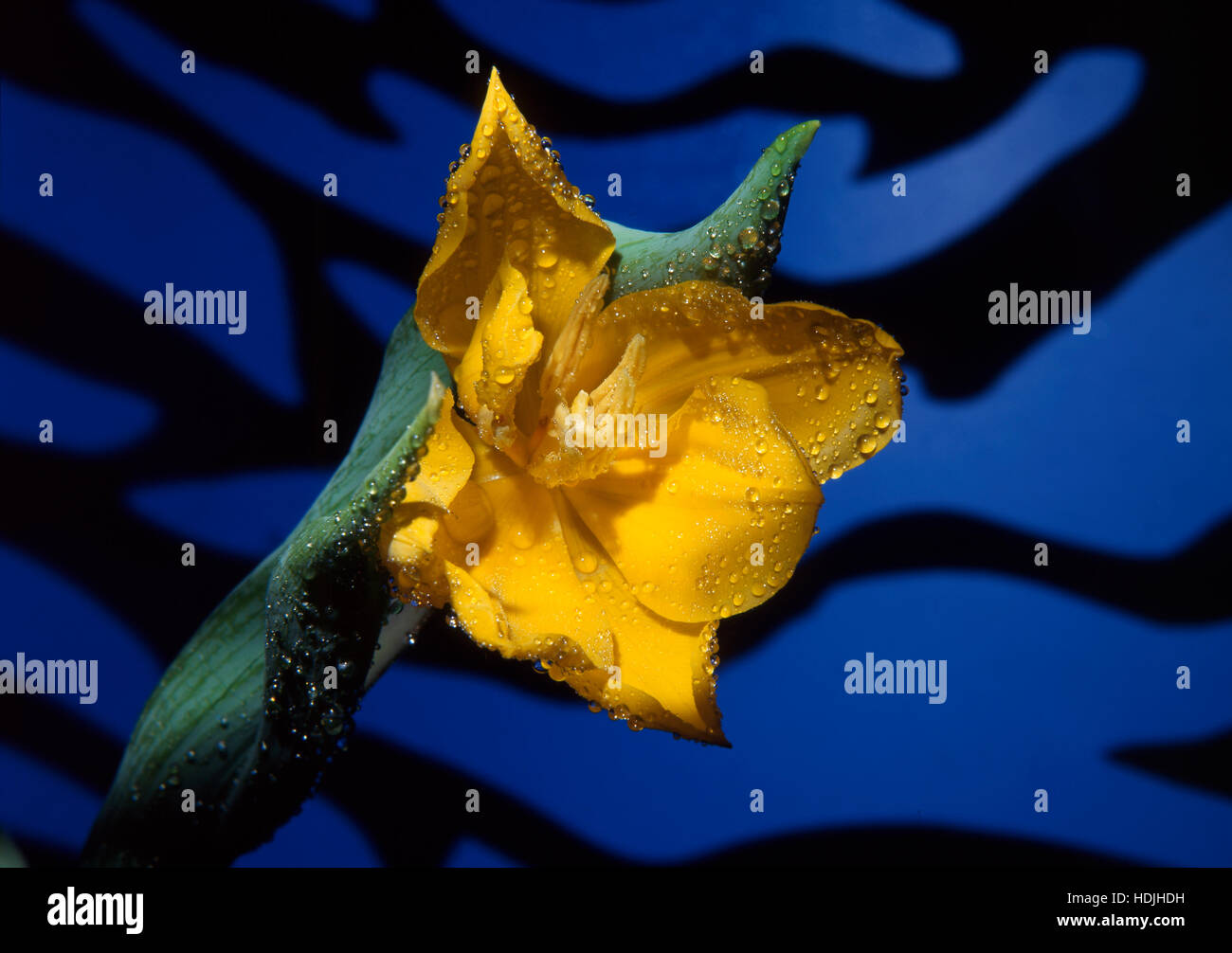 The tulip is a perennial, bulbous plant with showy flowers in the genus ...