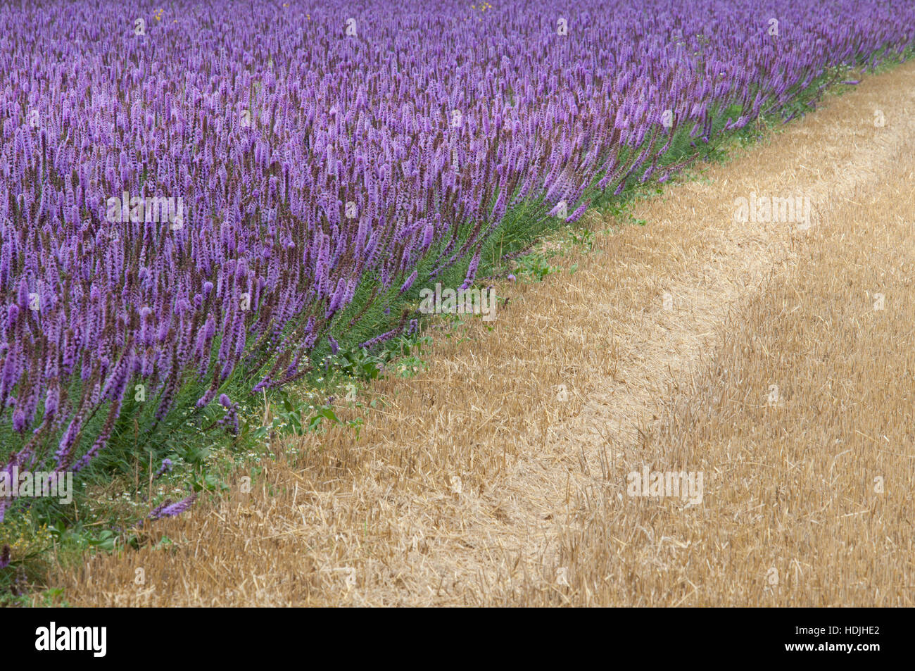 Agastache foeniculum, blue giant hyssop in a field Stock Photo - Alamy