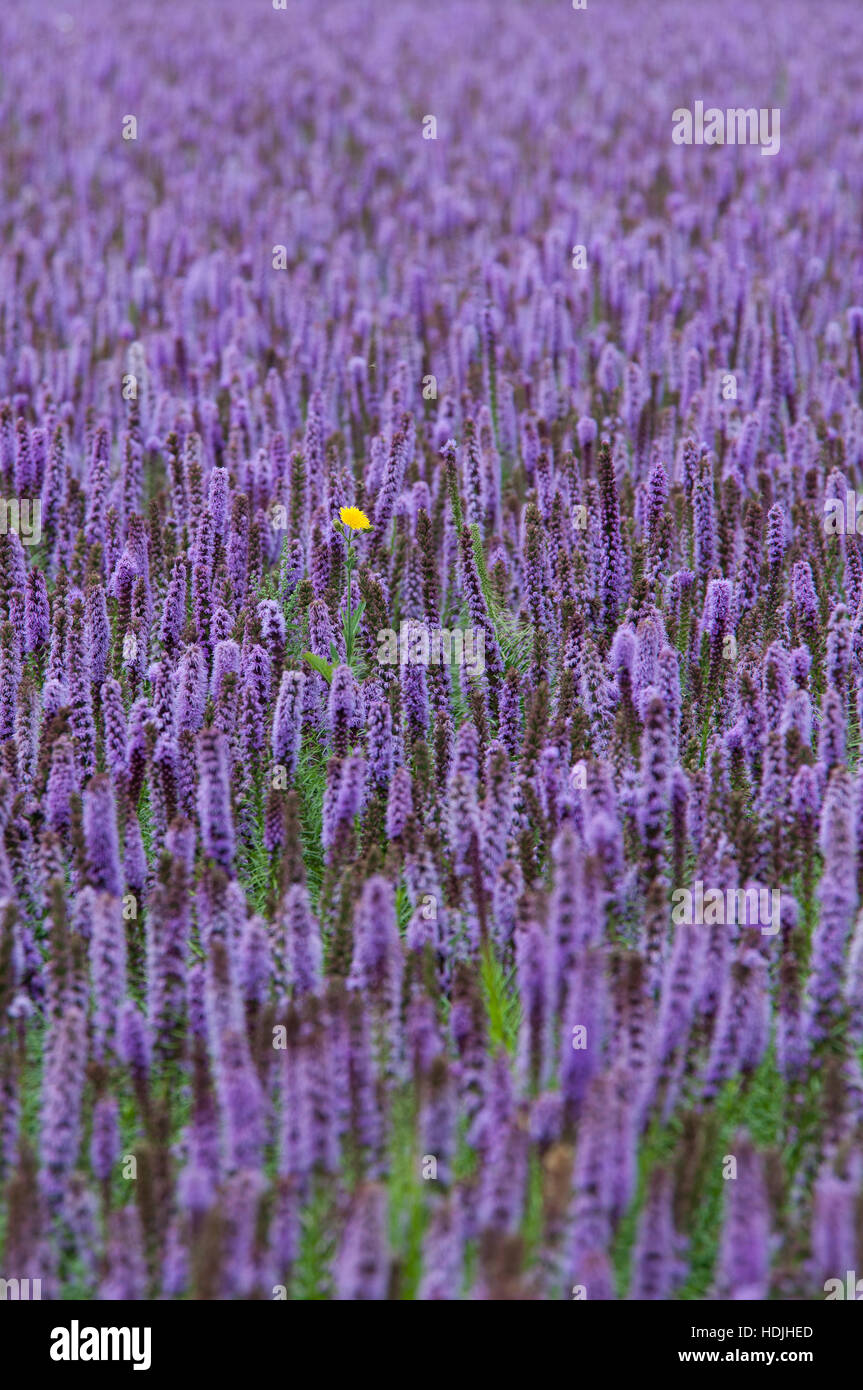 Agastache foeniculum, blue giant hyssop in a field Stock Photo - Alamy