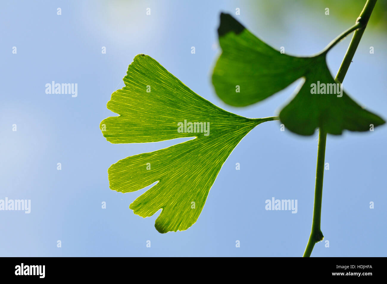 Ginkgo (Ginkgo biloba) also known as the maidenhair tree, is a unique ...