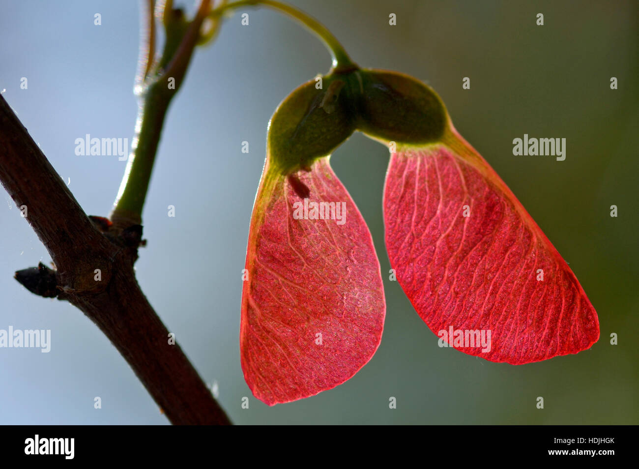 Acer rubrum seeds hi-res stock photography and images - Alamy