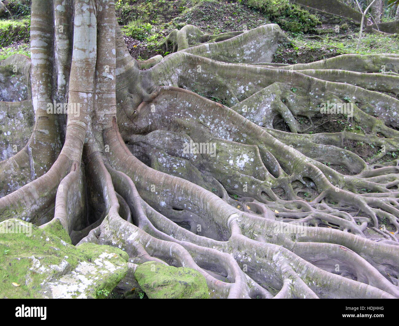 roots from tropical tree in rain forist Stock Photo - Alamy