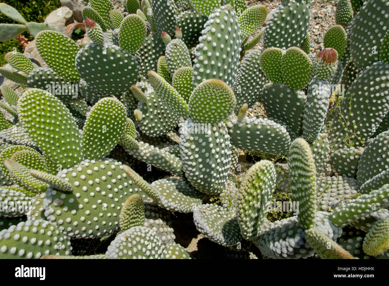 Cactus plant in a tropical garden Brasil Stock Photo - Alamy