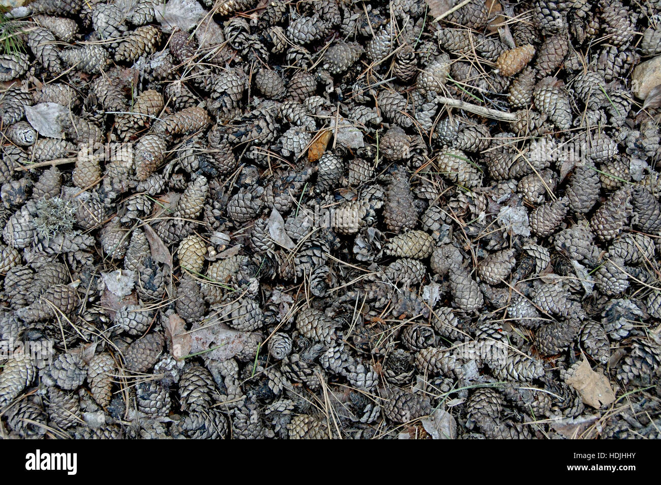 Acorn and pine cones fallen from trees in autumn forest Stock Photo - Alamy