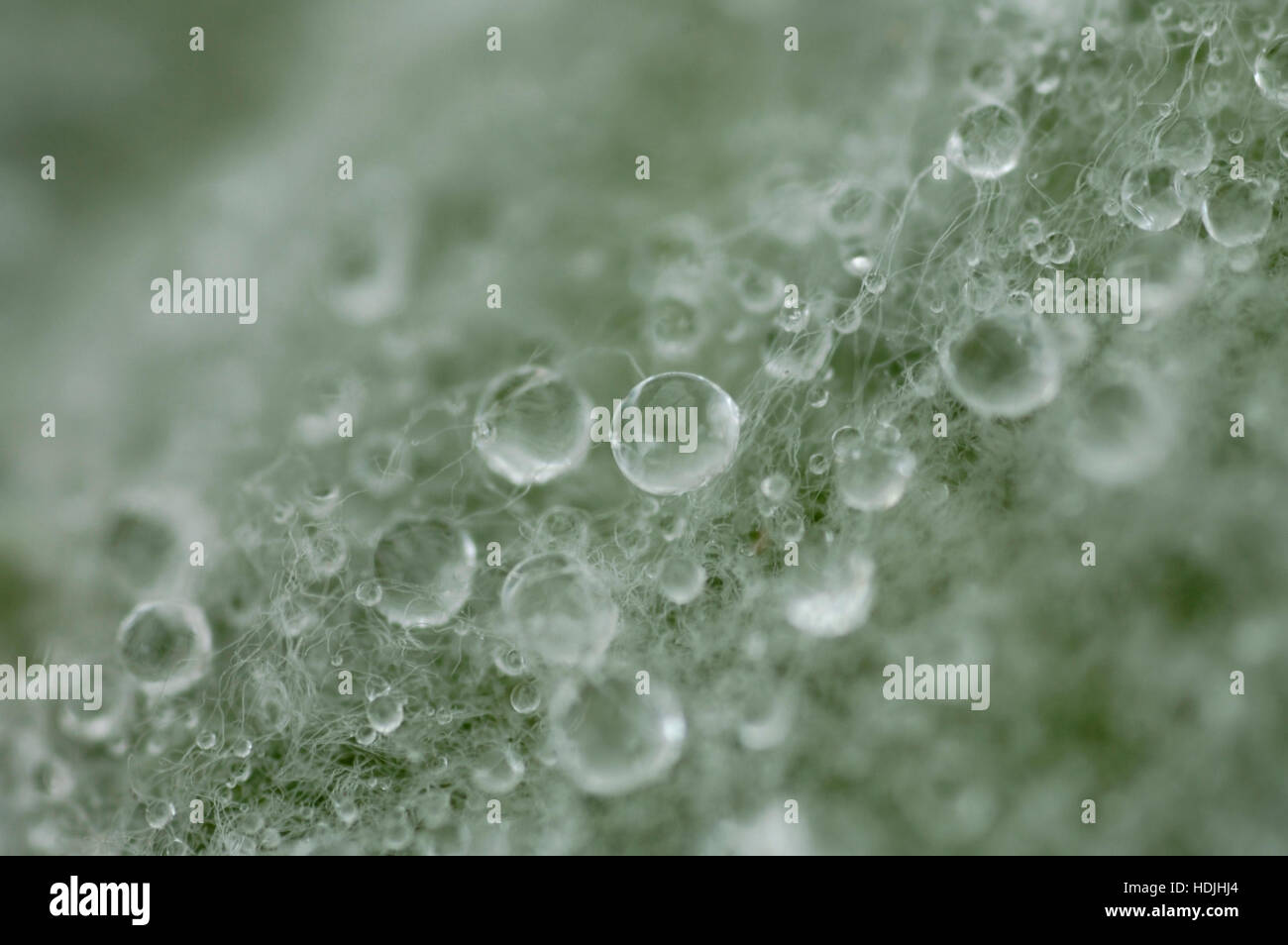 Small waterdrops hi-res stock photography and images - Alamy