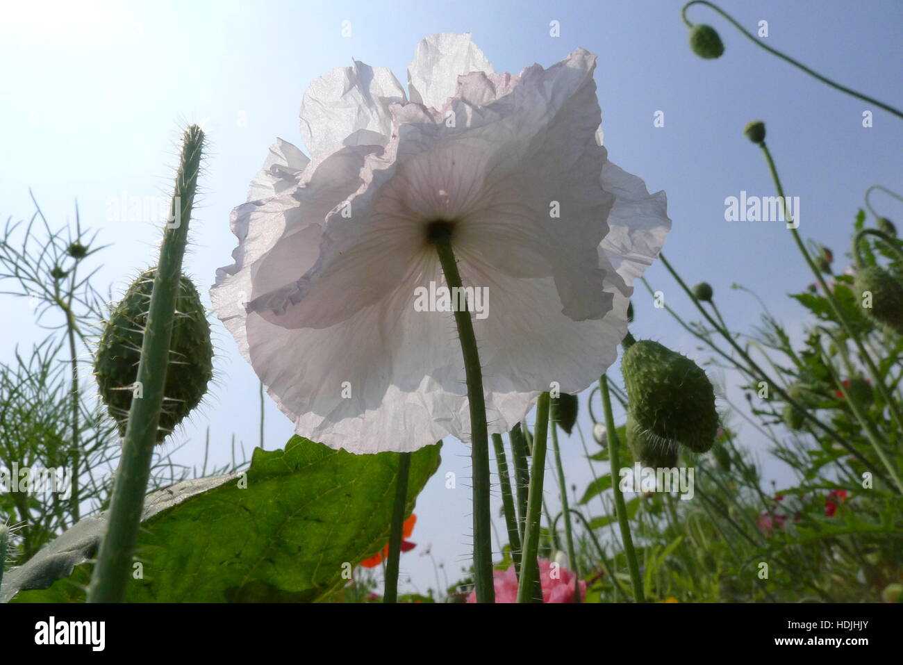 Beautiful big white poppy in blue sky Stock Photo - Alamy