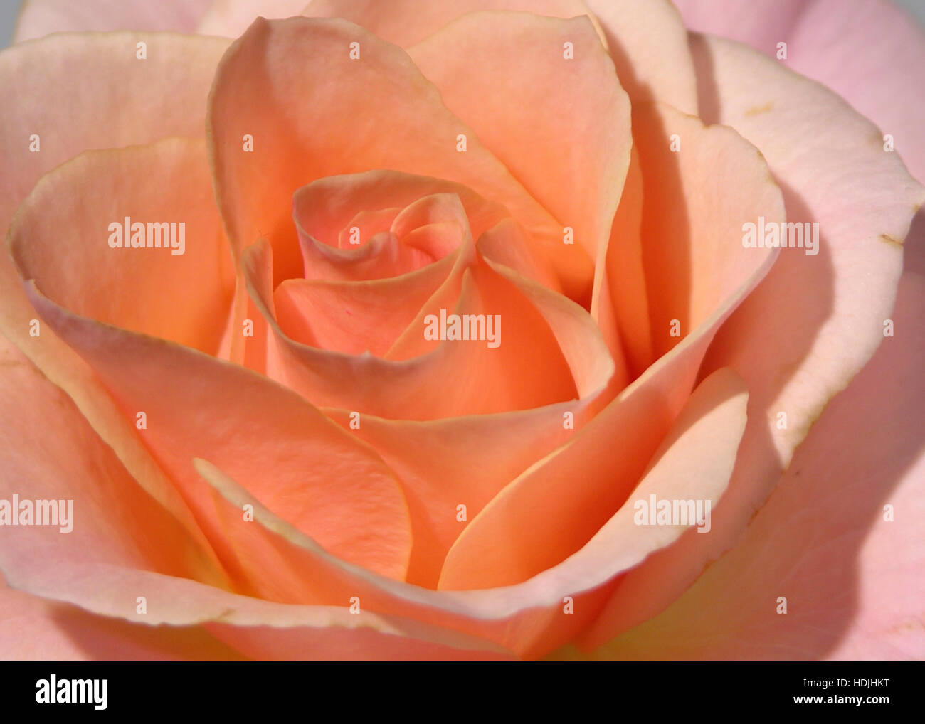 Single orange colored rose close hi-res stock photography and images ...