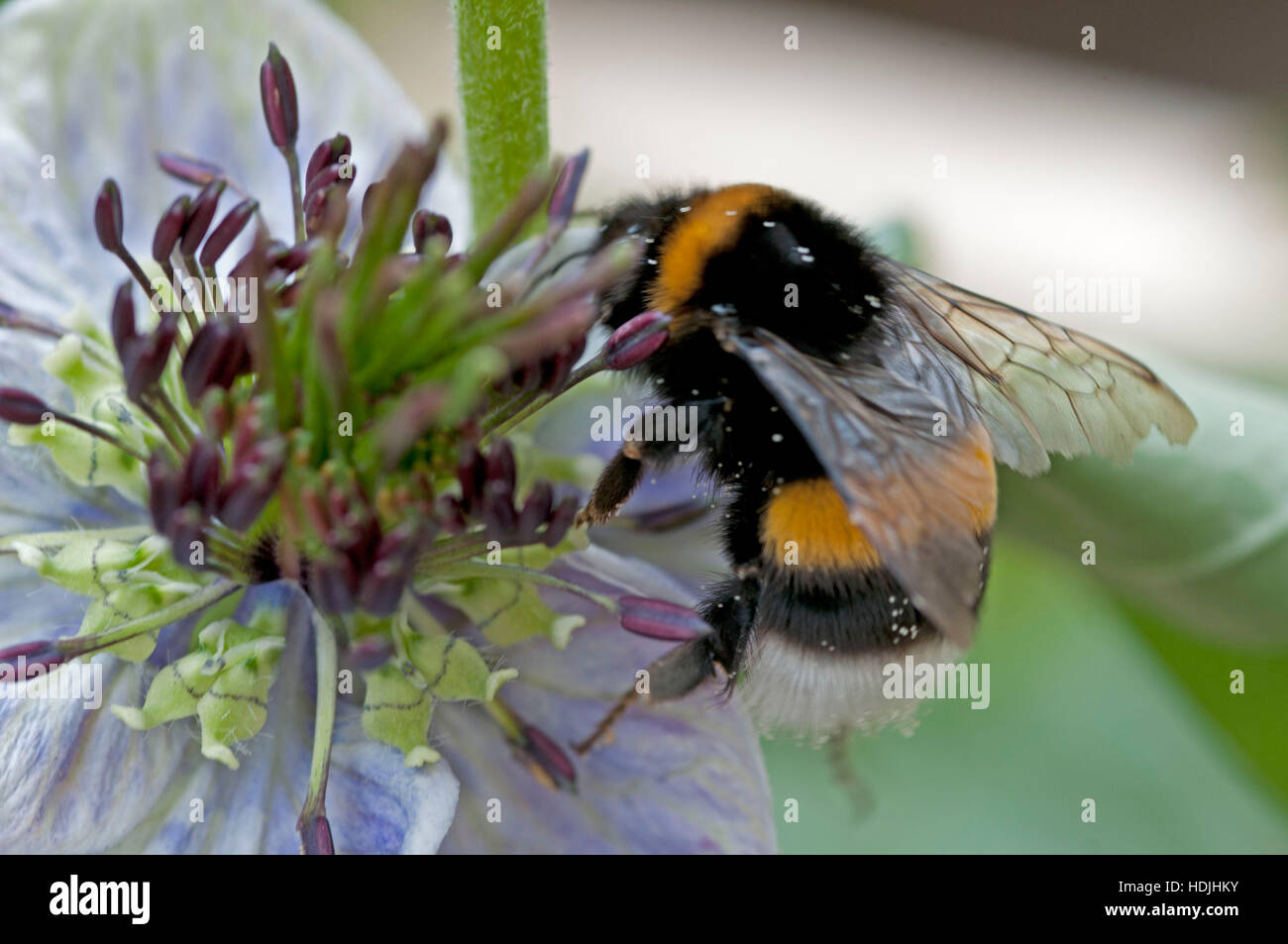Macro fllower hi-res stock photography and images - Alamy