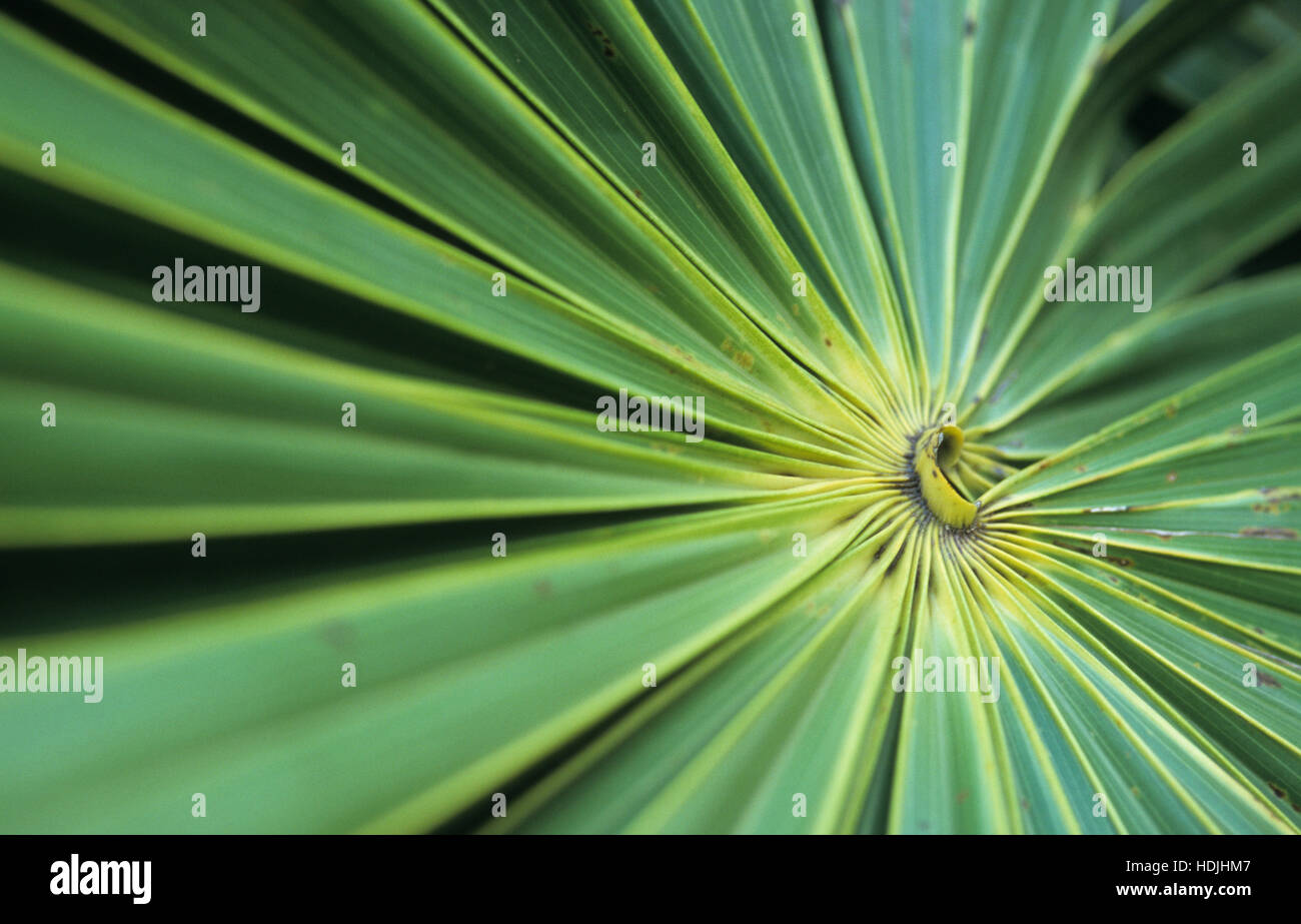 Abstract radial leaf pattern hi-res stock photography and images - Alamy