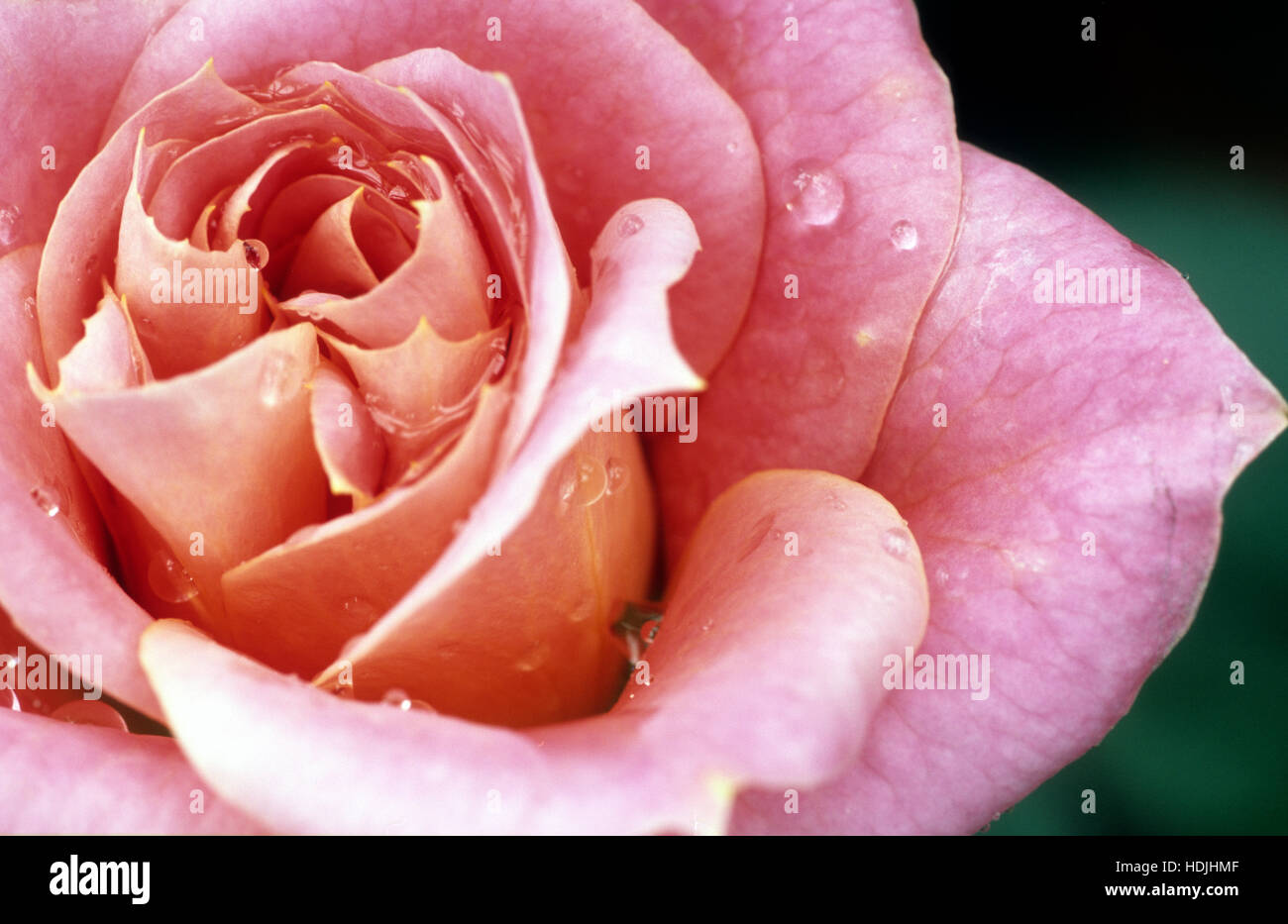 pink rose open flower close with ice Stock Photo - Alamy