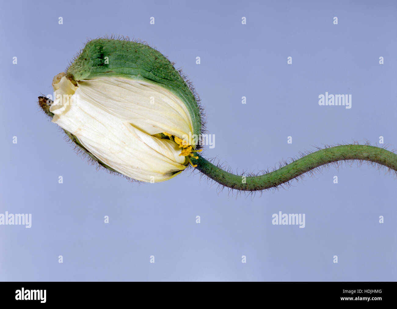 White papaver bud opening isolated on grey background Stock Photo - Alamy