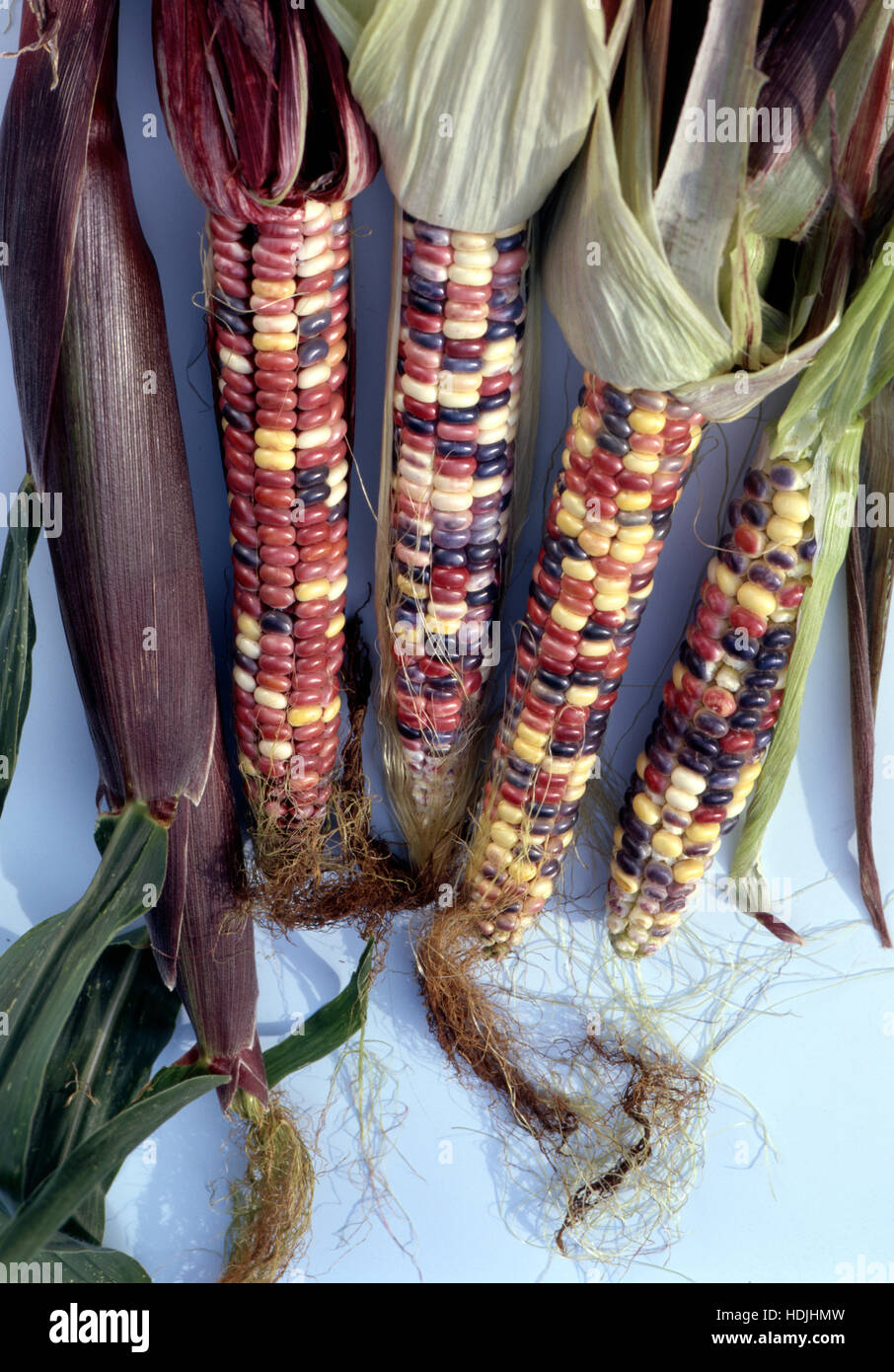 mixed colored corn isolated on a grey background Stock Photo - Alamy