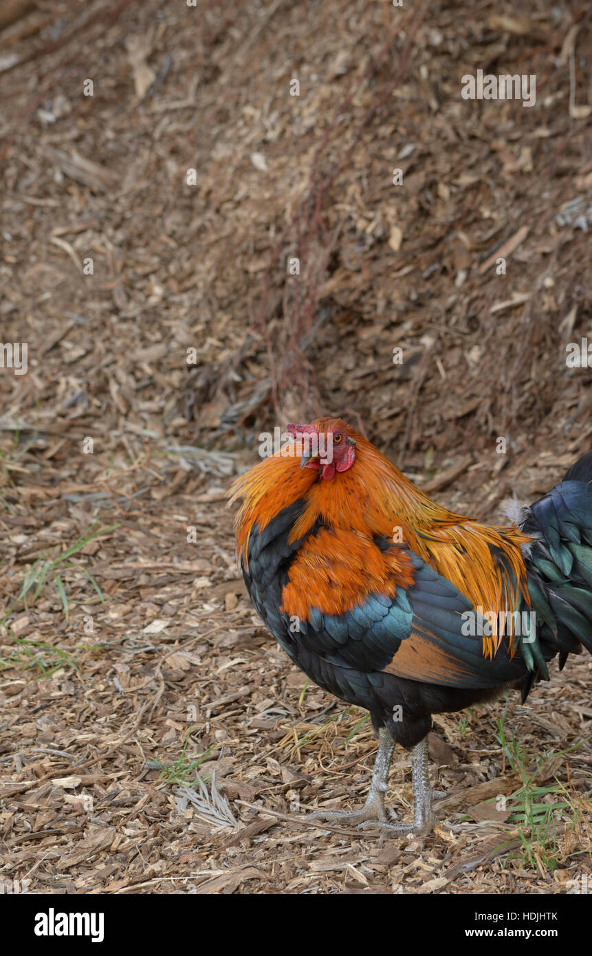 red and black rooster Stock Photo - Alamy