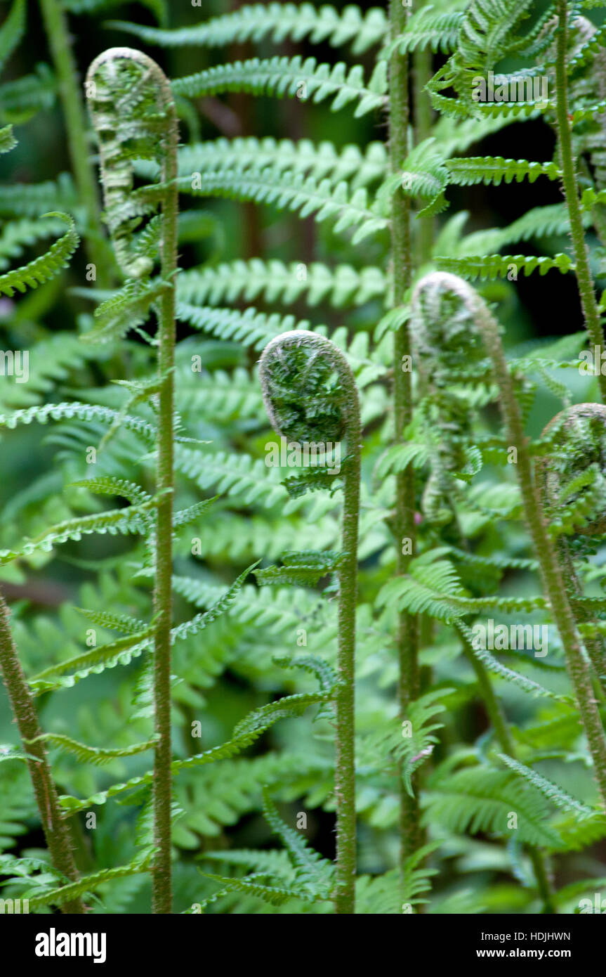 Devonian Period Ferns