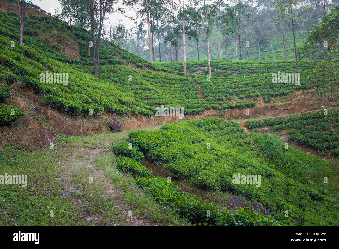 Landscape with green fields of tea in Sri Lanka Stock Photo - Alamy