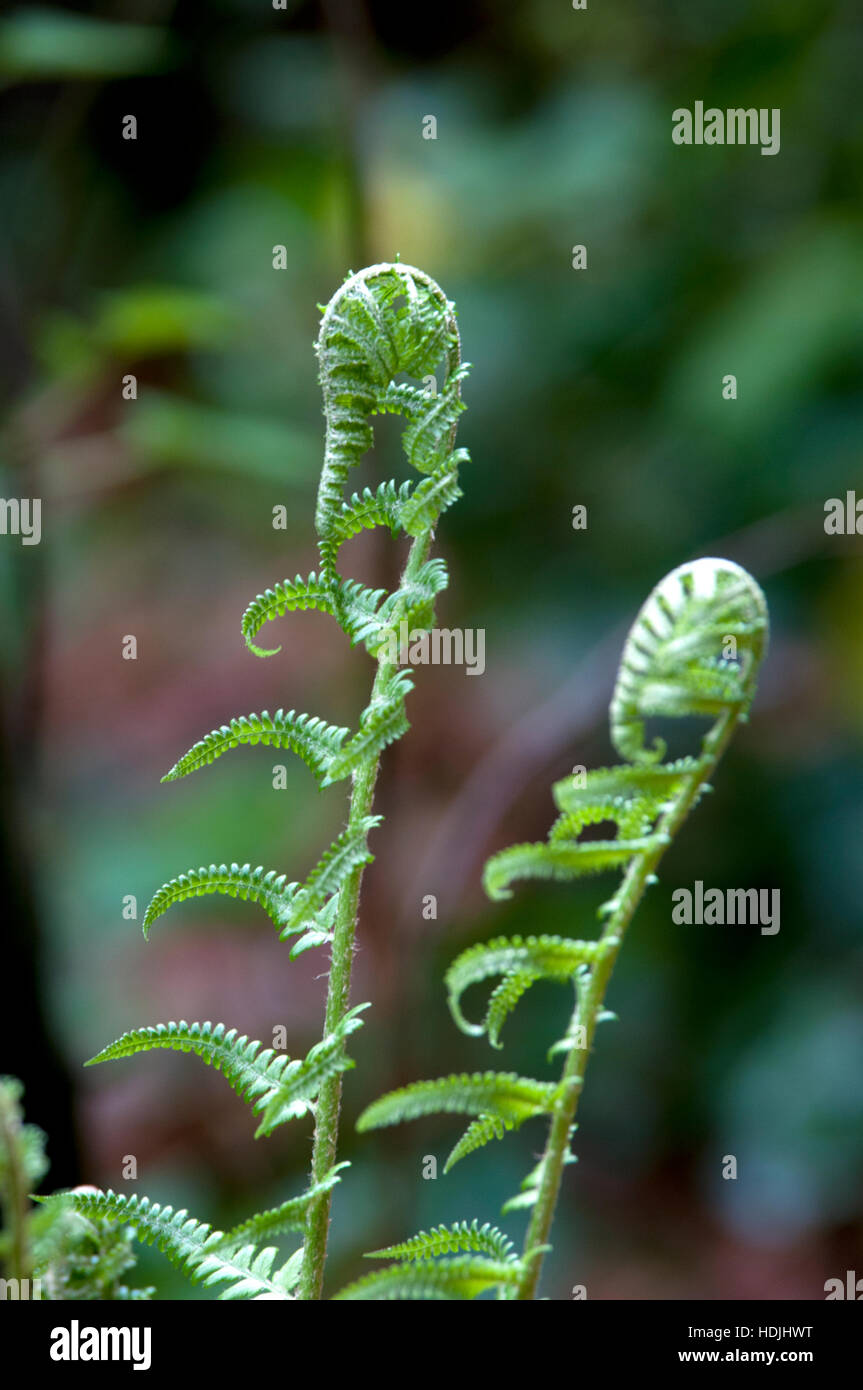 Ferns first appear in the fossil record 360 million years ago in the ...