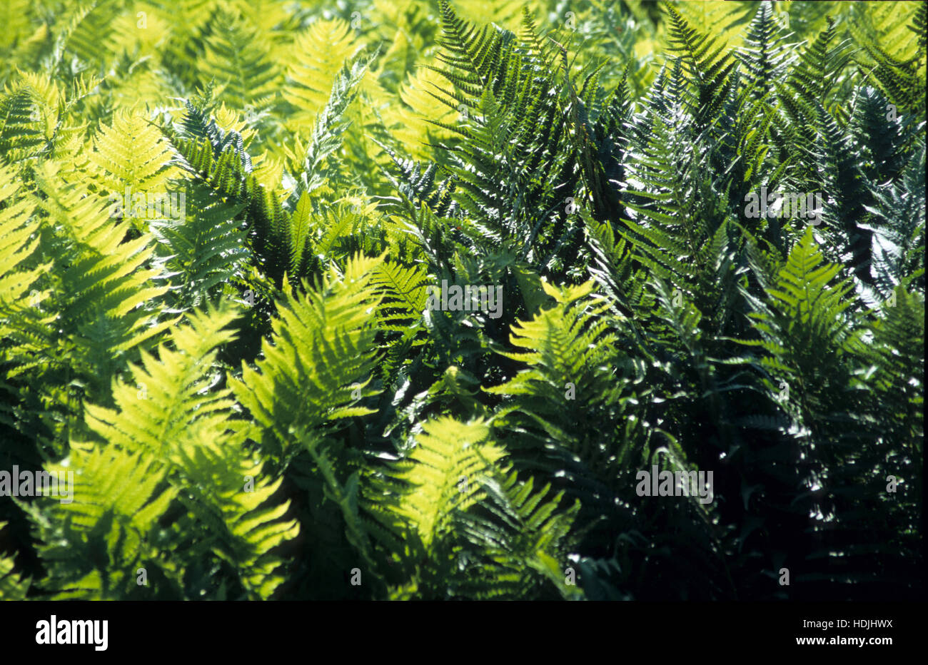 Fossil tree fern hi-res stock photography and images - Alamy