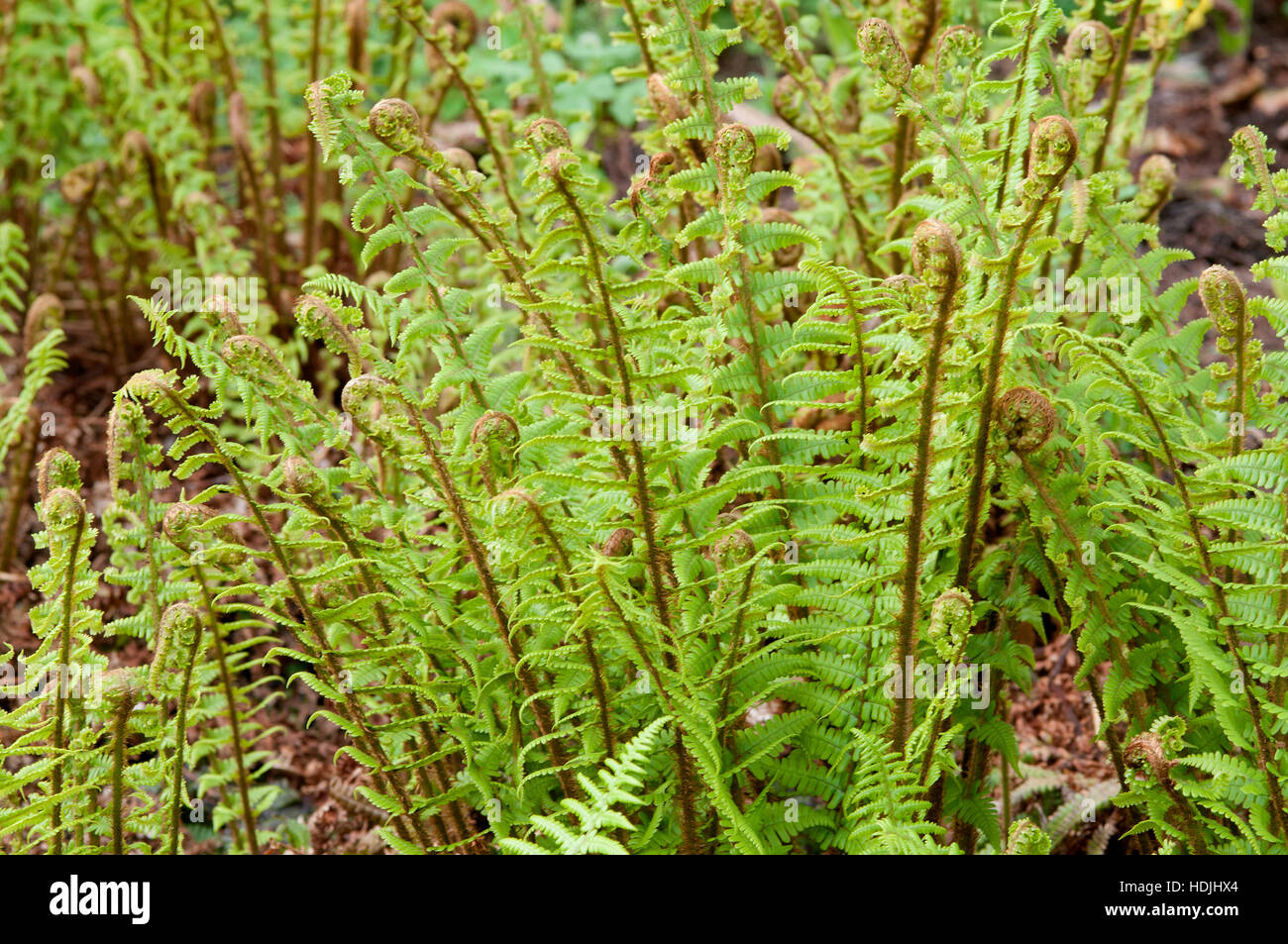 Ferns first appear in the fossil record 360 million years ago in the ...