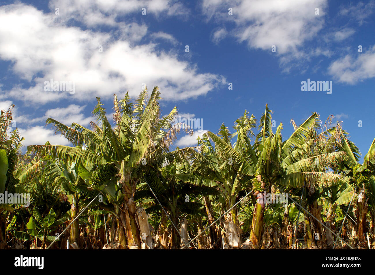 Banana( Musa).A banana is an edible fruit produced by several kinds of ...