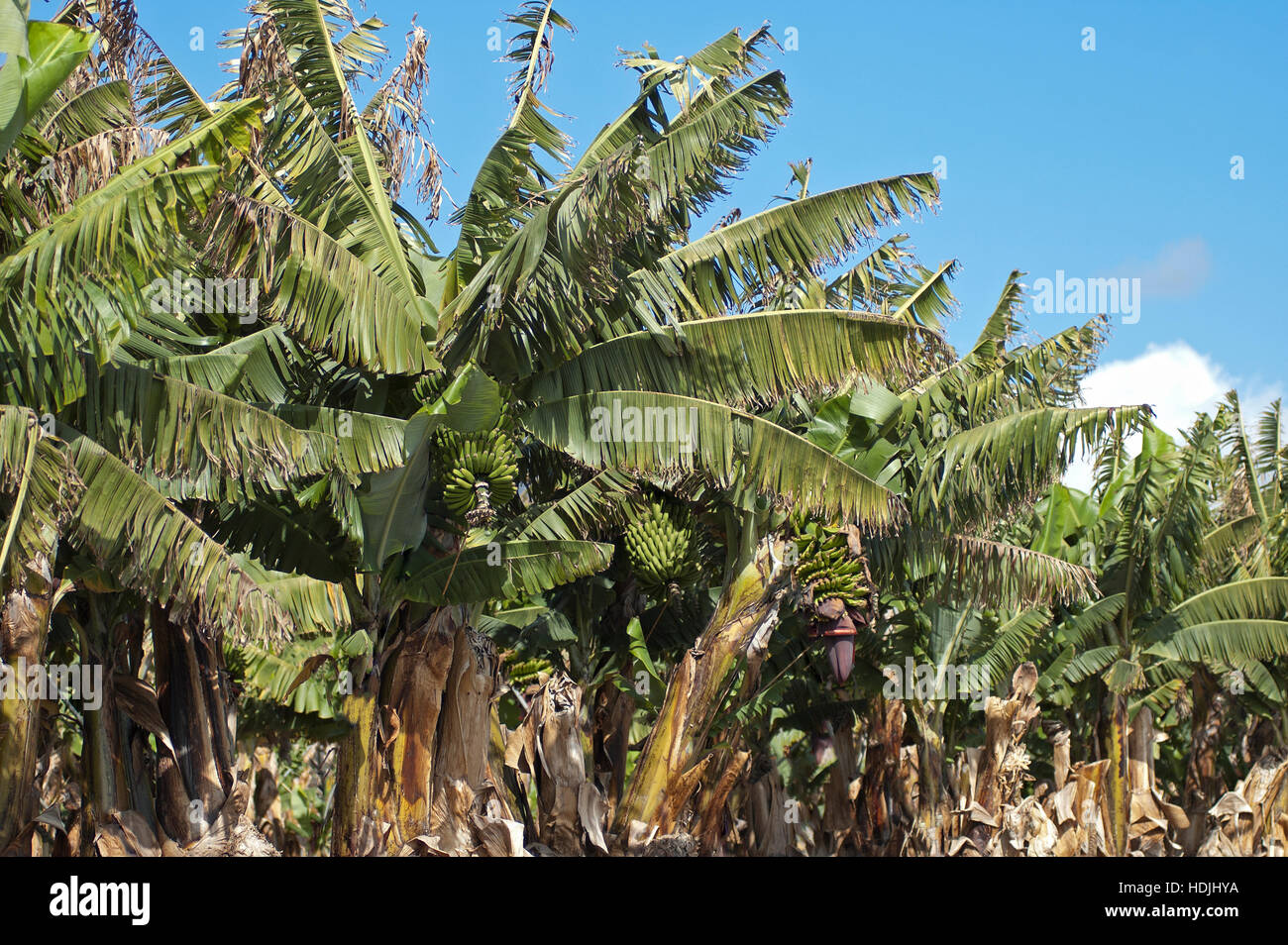 Banana( Musa).A banana is an edible fruit produced by several kinds of ...