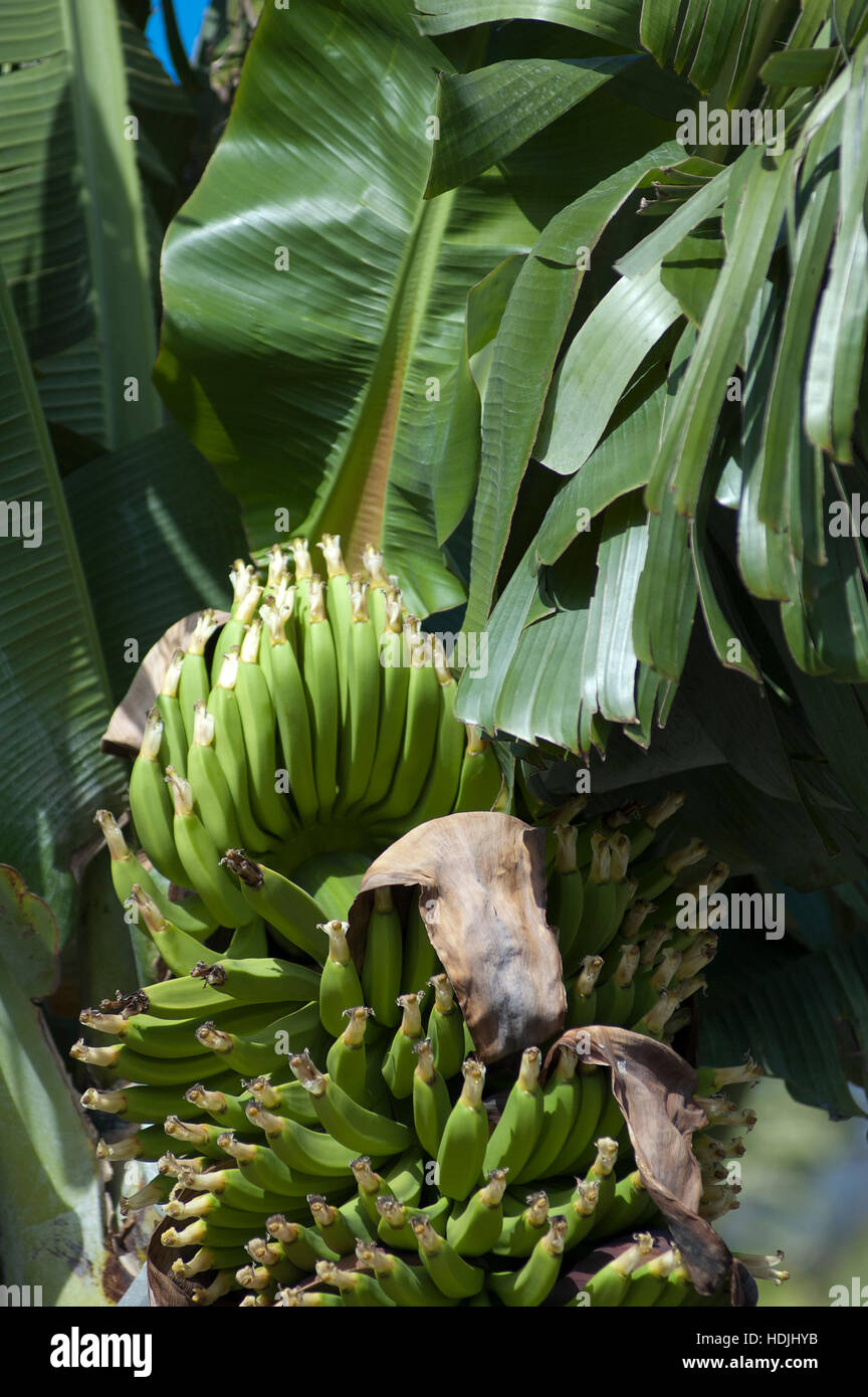 Banana( Musa).A banana is an edible fruit produced by several kinds of ...