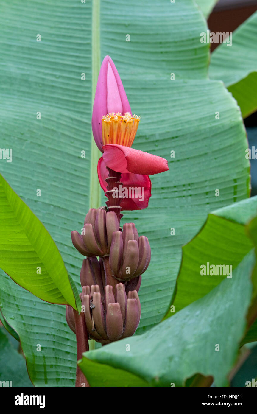 Banana( Musa).A banana is an edible fruit produced by several kinds of ...