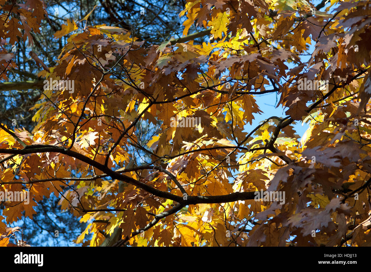 Lobate margins hi-res stock photography and images - Alamy