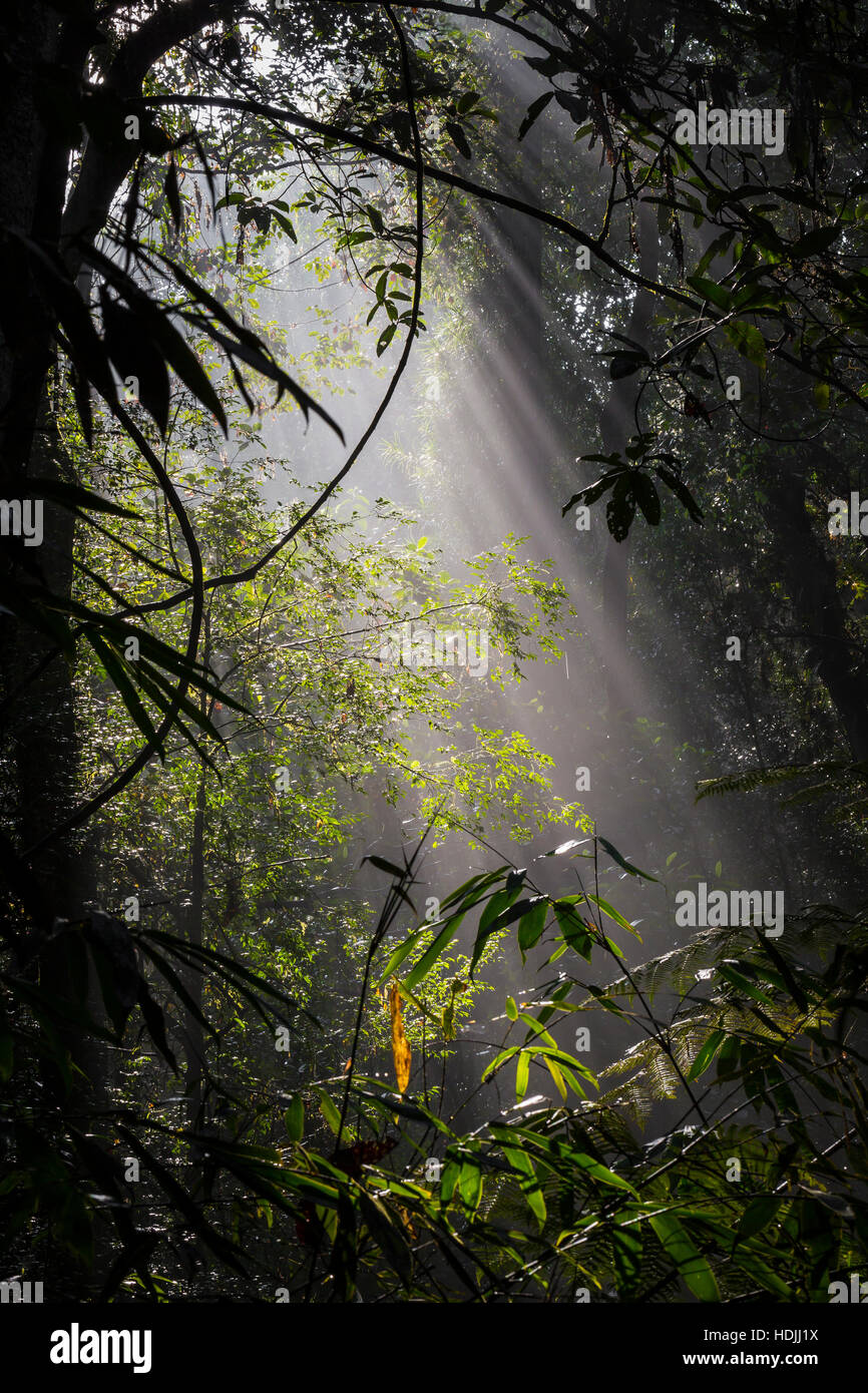 Sunlight rays pour through leaves in a rainforest at Sinharaja Forest ...