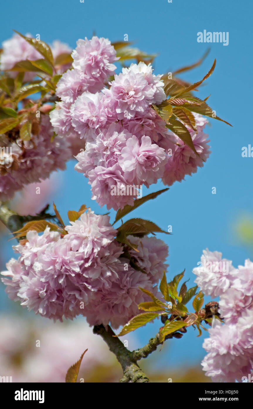 Planting new tree japan hi-res stock photography and images - Alamy