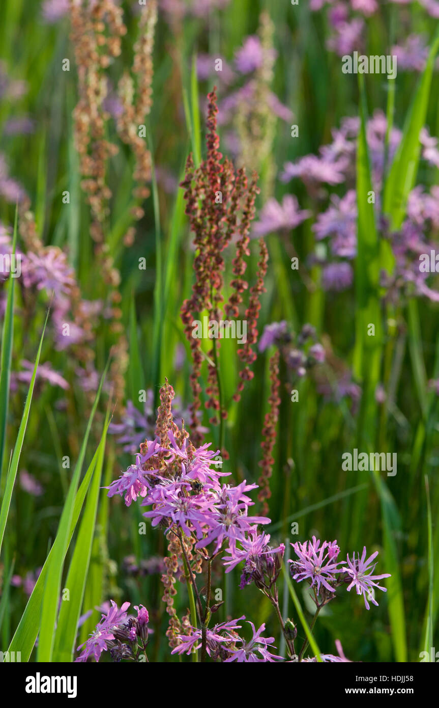 Robins lane hi-res stock photography and images - Alamy