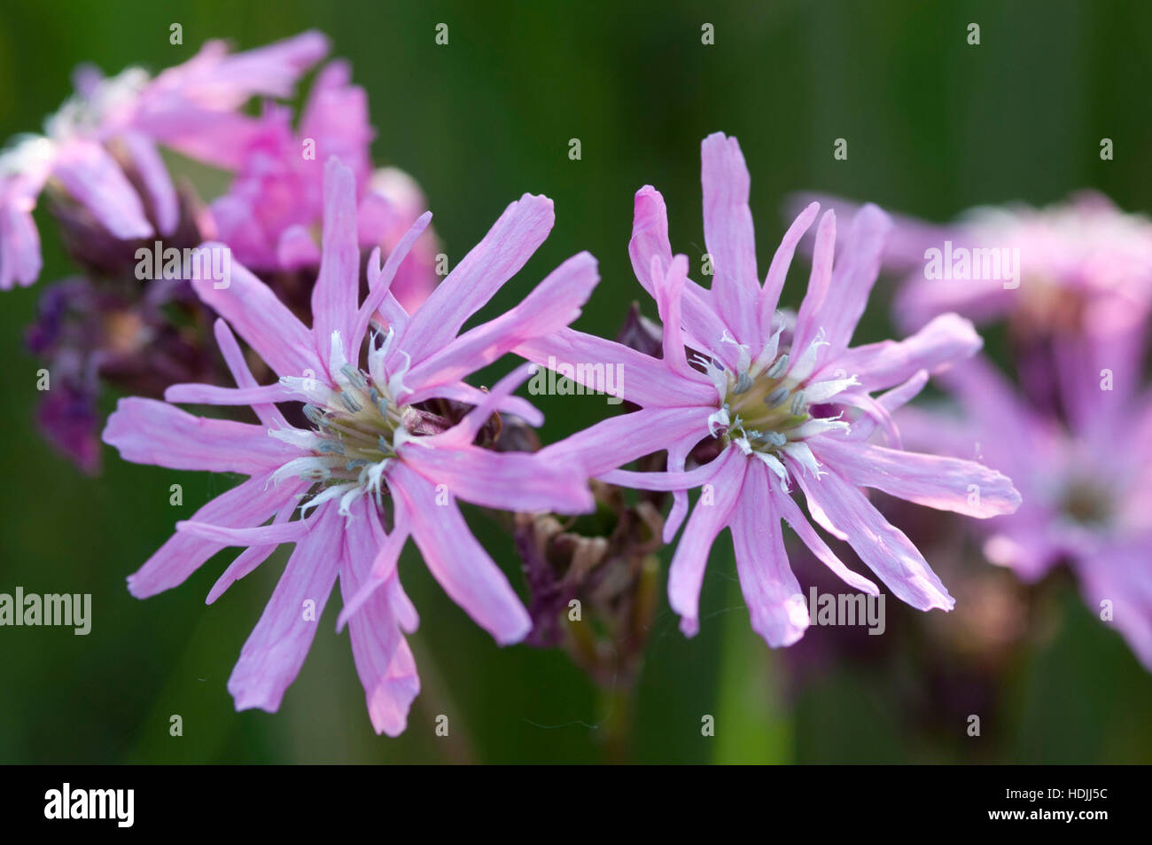 Pink Ragged Robins bloom in a field Stock Photo - Alamy